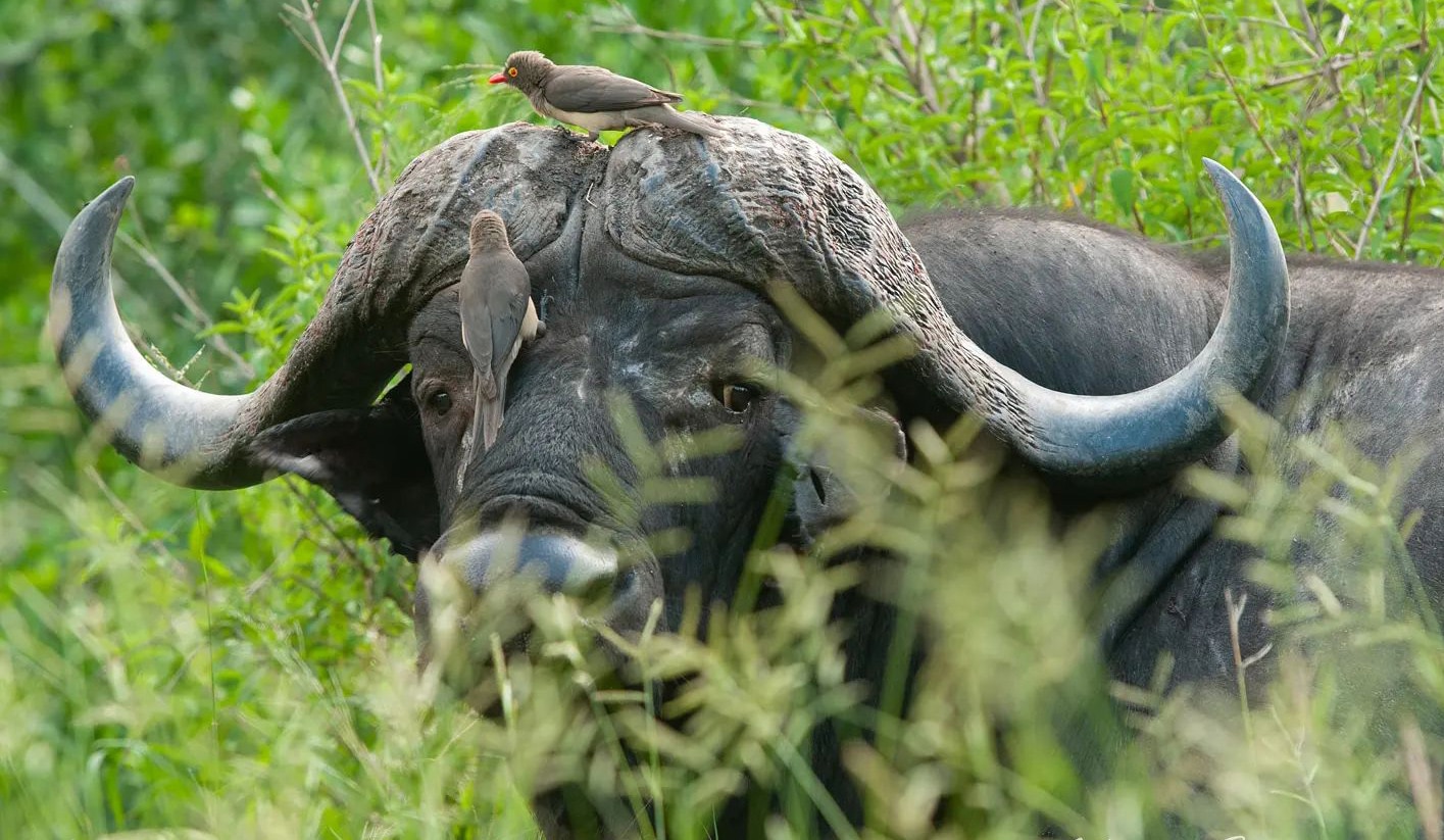 Sabi Sand Game Reserve