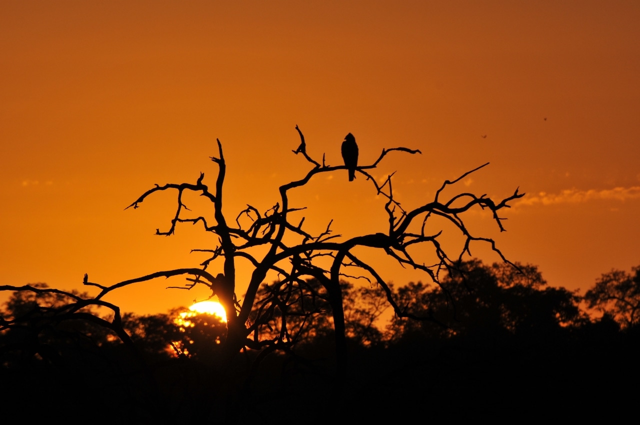 An African sunset is a breathtaking natural phenomenon. - Inyati